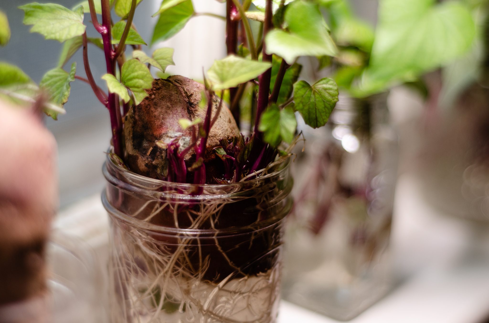 How to Start Sweet Potato Slips to Grow in Your Garden - Mighty Roots ...